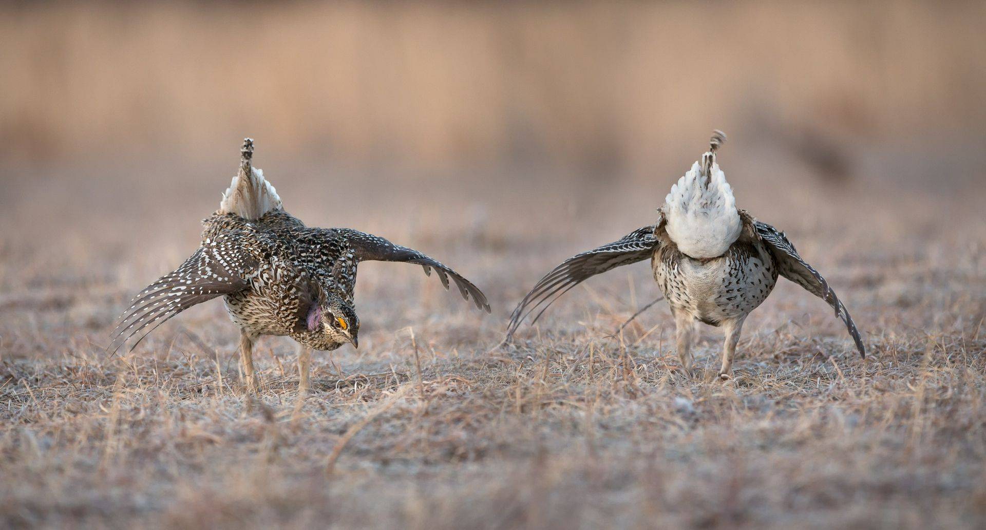 The Dakotas - Birds & Mammals of the Badlands - Naturetrek