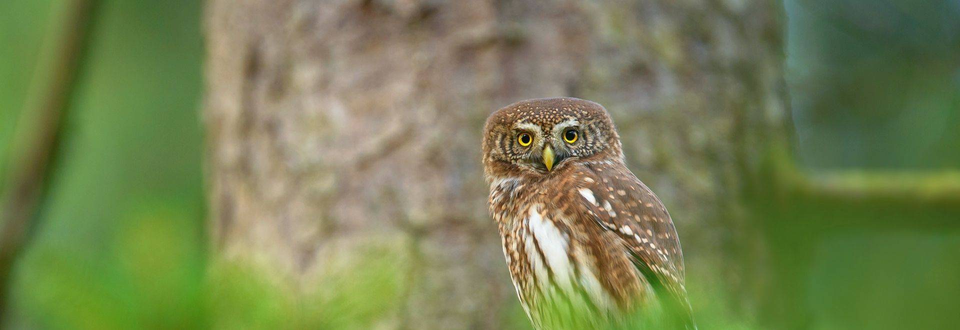 Wildlife Holidays in Latvia for 2020/21 - Naturetrek