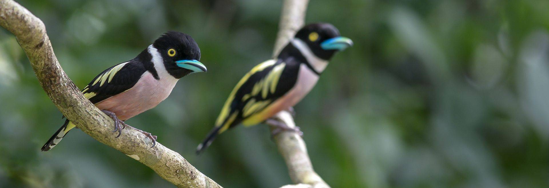 Wildlife Holidays in Malaysia for 2020/21 - Naturetrek