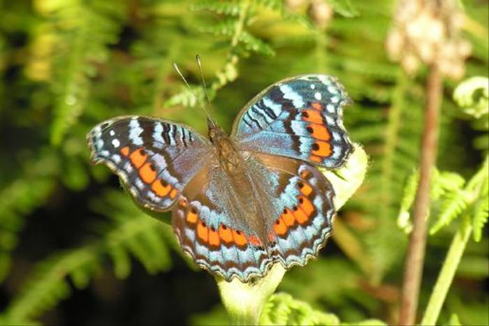 Butterflies of South Africa - Naturetrek