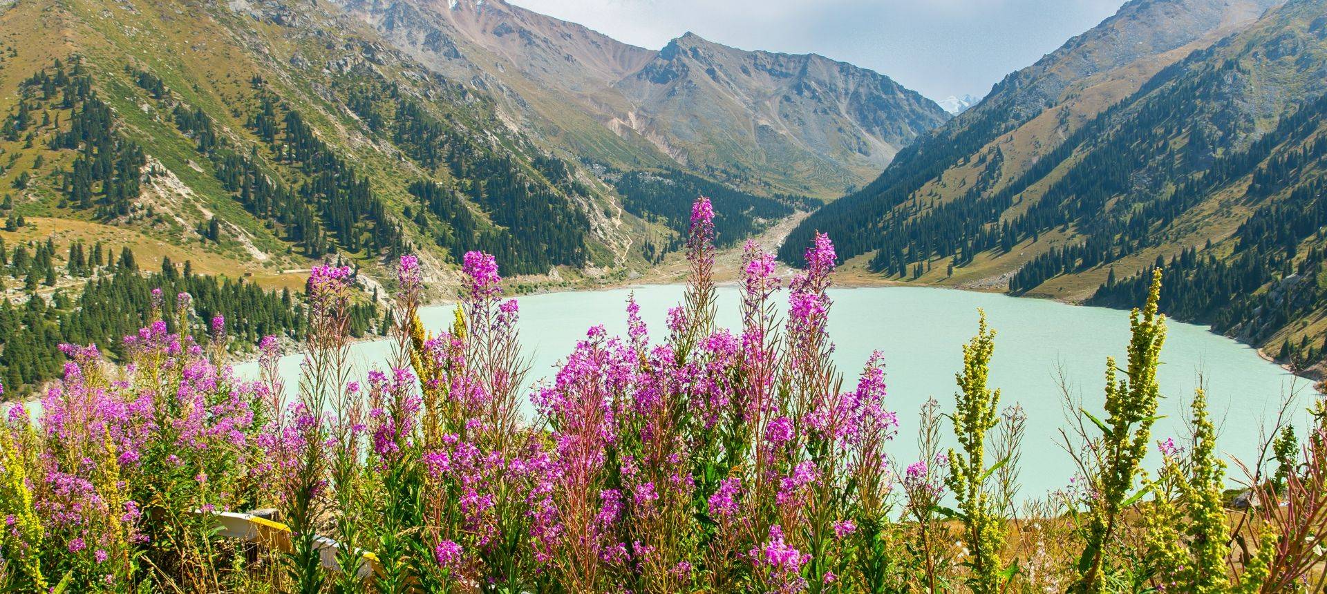 Alpine Flowers of the Tien Shan - Naturetrek