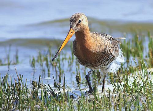 4 Night Guided Birdwatching in Northumberland - HF Holidays