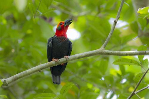 Birding Borneo - The Best of Sabah - Naturetrek