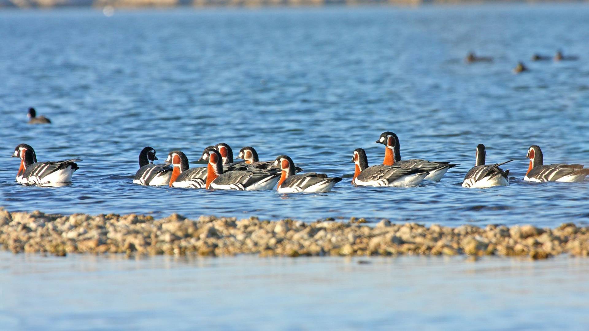 Wildlife Holidays in Romania for 2020/21 - Naturetrek