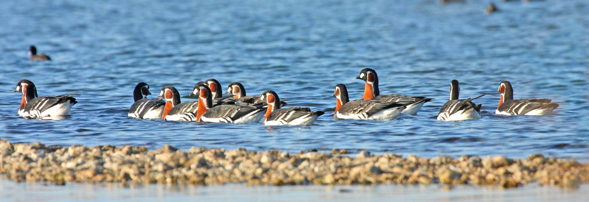 Wildlife Holidays in Romania for 2020/21 - Naturetrek