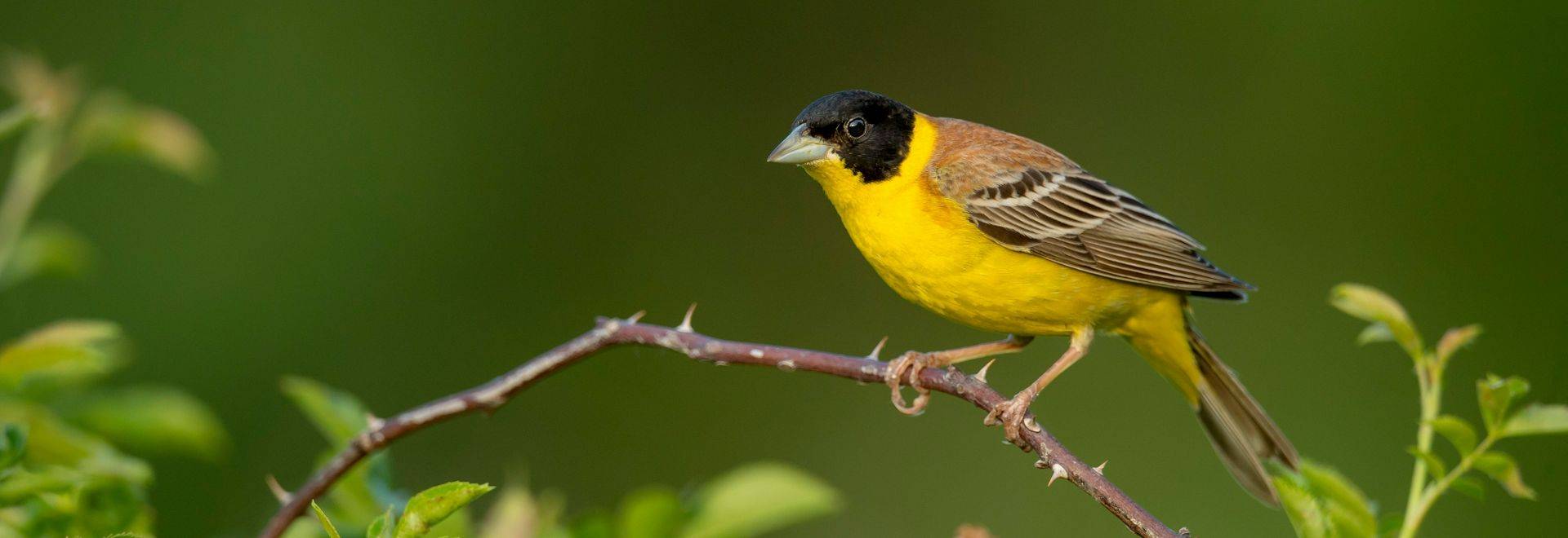 Wildlife Holidays in Macedonia - Naturetrek