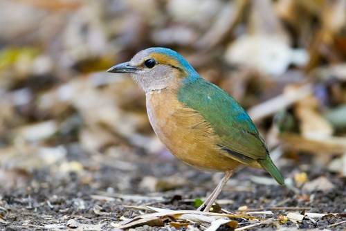 Vietnam's Highlights - Birds & Mammals - Naturetrek