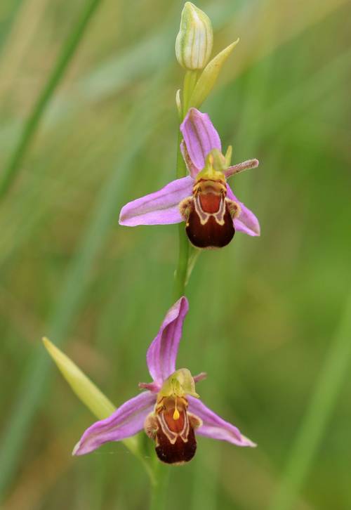 North Devon - Wildflowers, Butterflies & Seabirds - Naturetrek