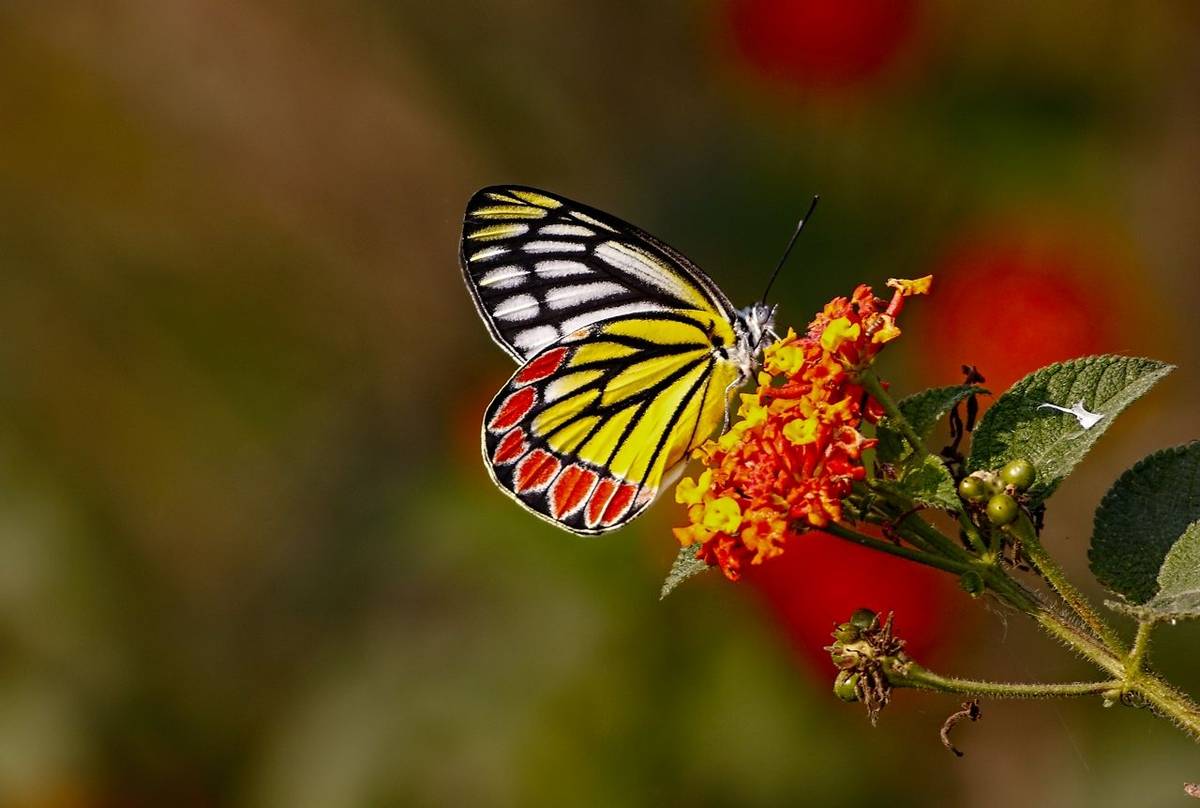 India - Dragonflies & Butterflies of the Western Ghats - Naturetrek