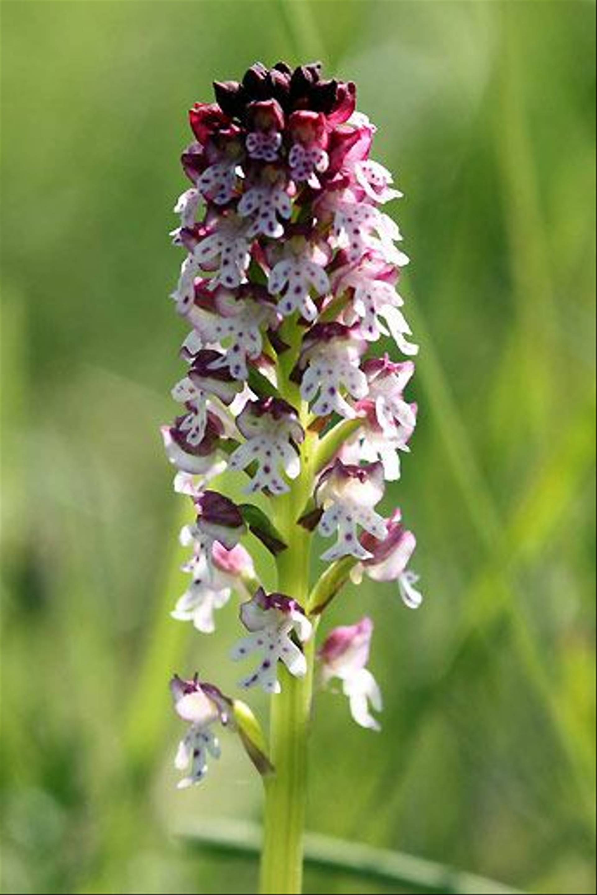 Wild Flowers of Estonia - Naturetrek Wildlife Holidays