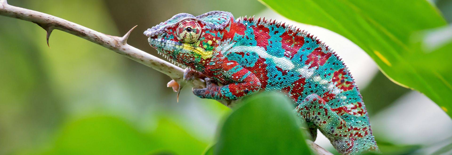 Reptiles & Amphibians - Naturetrek