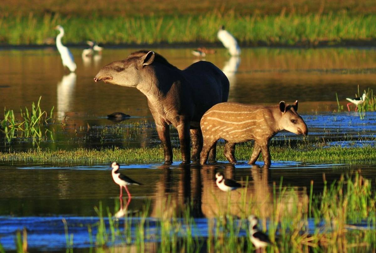 Brazil - Mammals of the Pantanal - Naturetrek