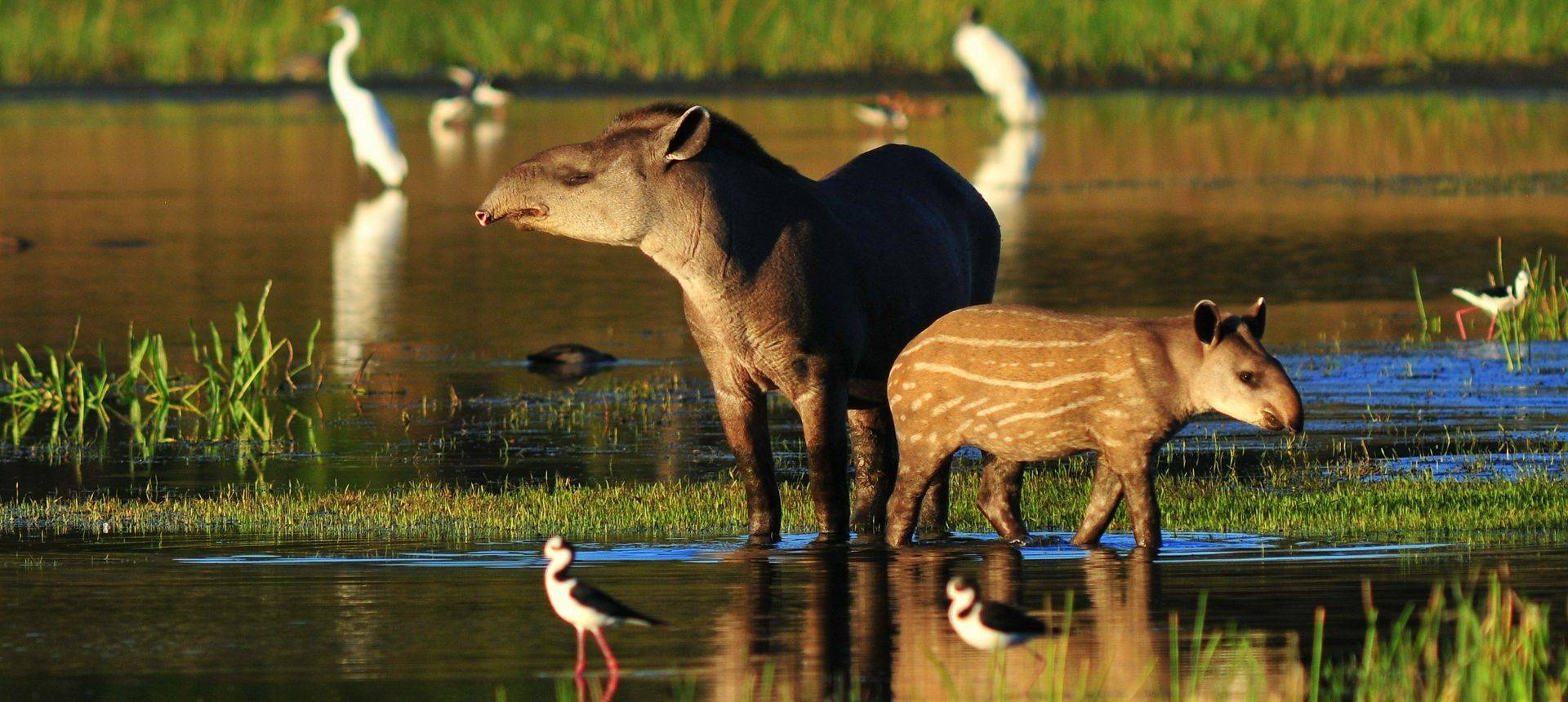 Naturetrek Wildlife Holidays - Brazil - Mammals of the Pantanal