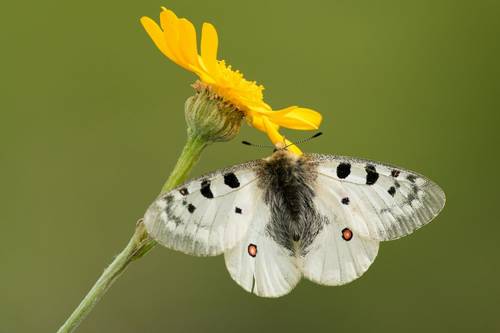 Butterflies of the Swiss Alps - Naturetrek