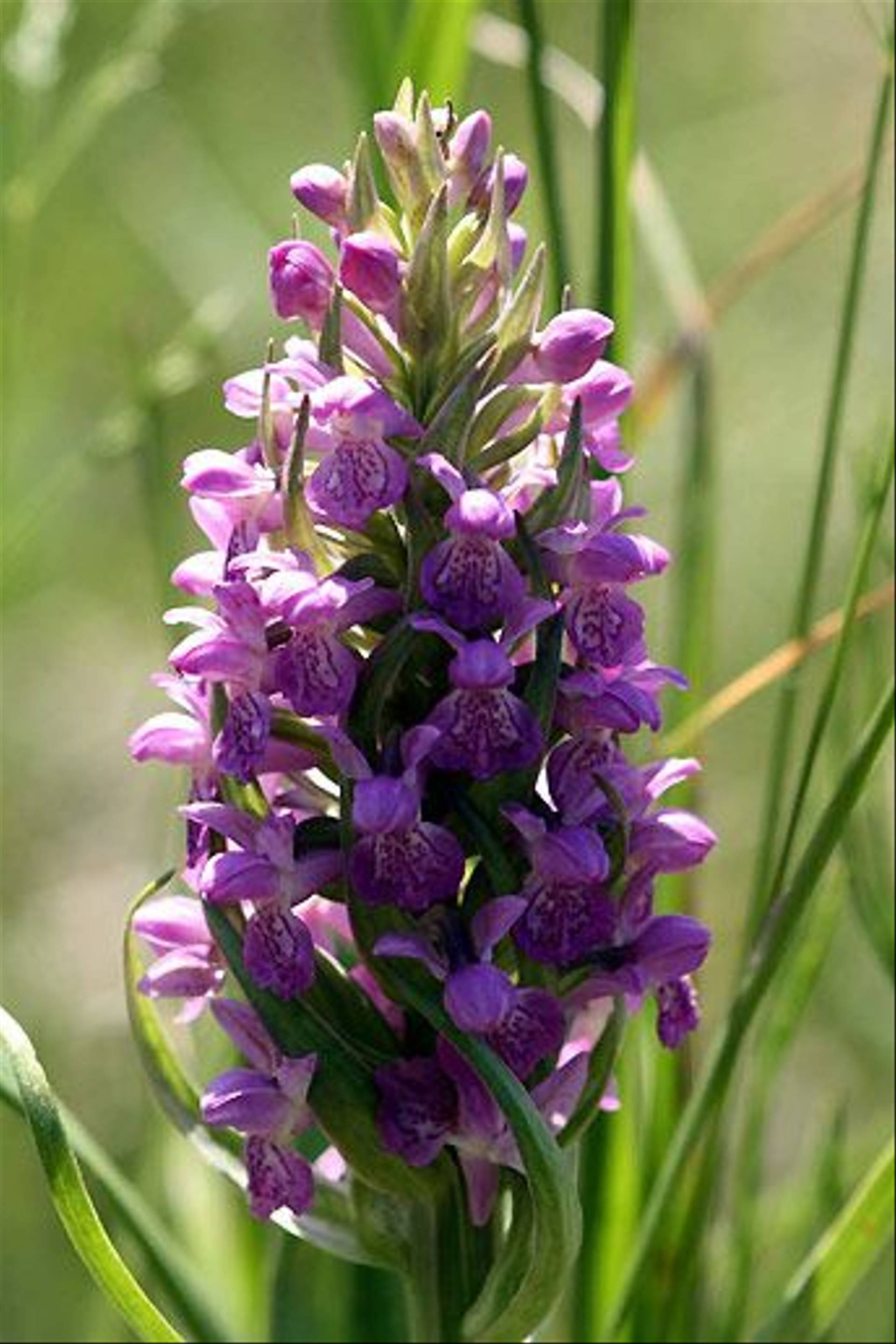 Wild Flowers of Estonia - Naturetrek Wildlife Holidays