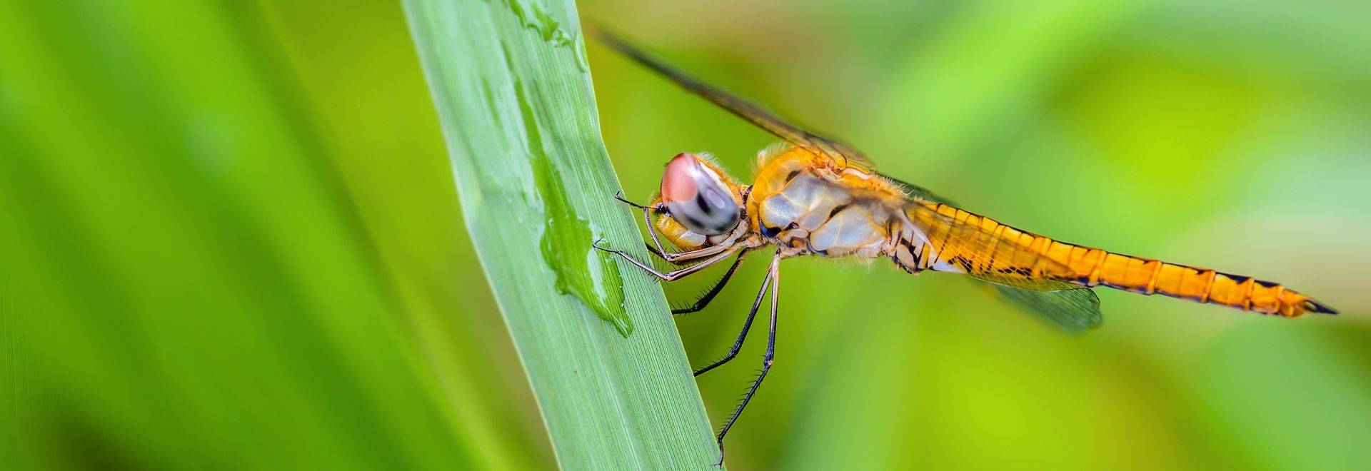 Dragonfly Watching Holidays for 2022/23 - Naturetrek