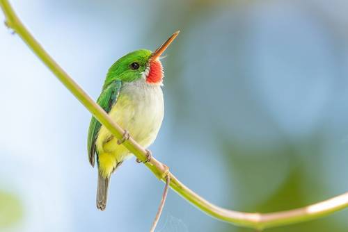 The Birds of Puerto Rico - Naturetrek