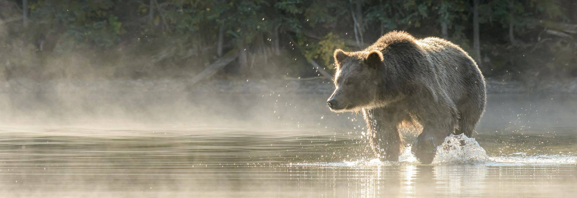 Bear Watching - Naturetrek