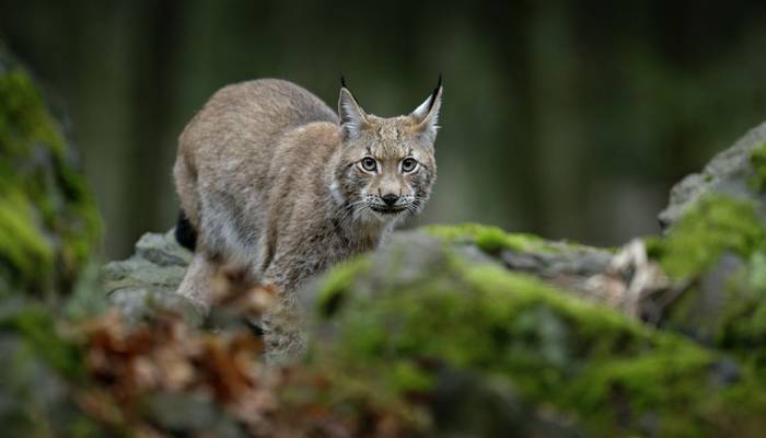 Lynx Watching Holidays for 2023/24 - Naturetrek