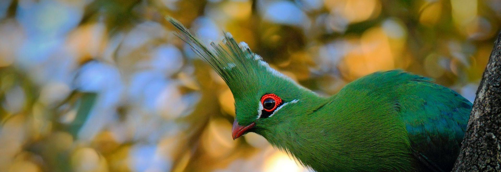 Wildlife Holidays in Ghana - Naturetrek