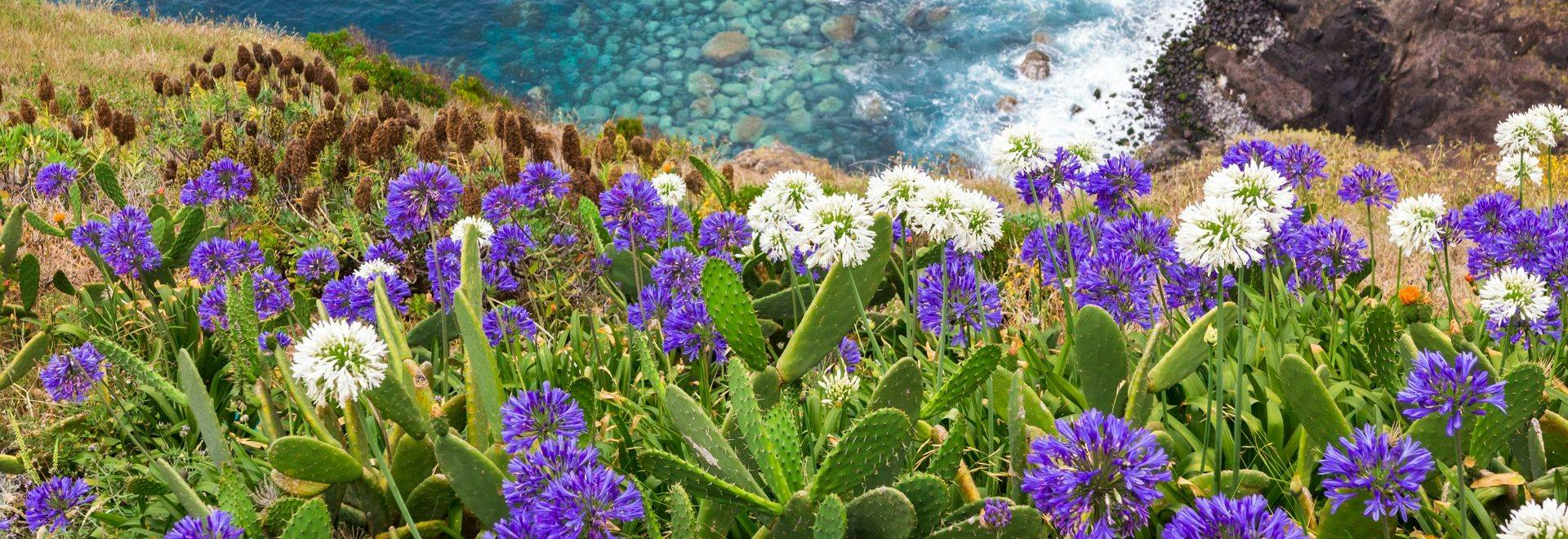 Wildlife Holidays in Madeira - Naturetrek