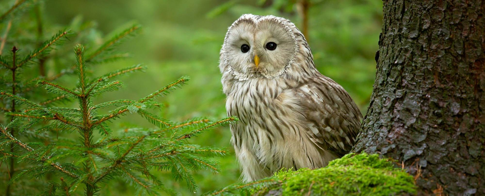 Recently published tour reports are listed below - Naturetrek