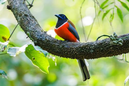 India - Goa - Naturetrek