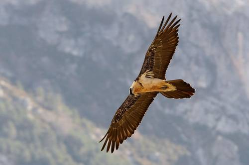 A Wildlife Festival in the French Pyrenees - Naturetrek
