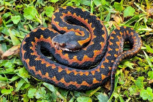 The Reptiles & Amphibians of Georgia - Naturetrek