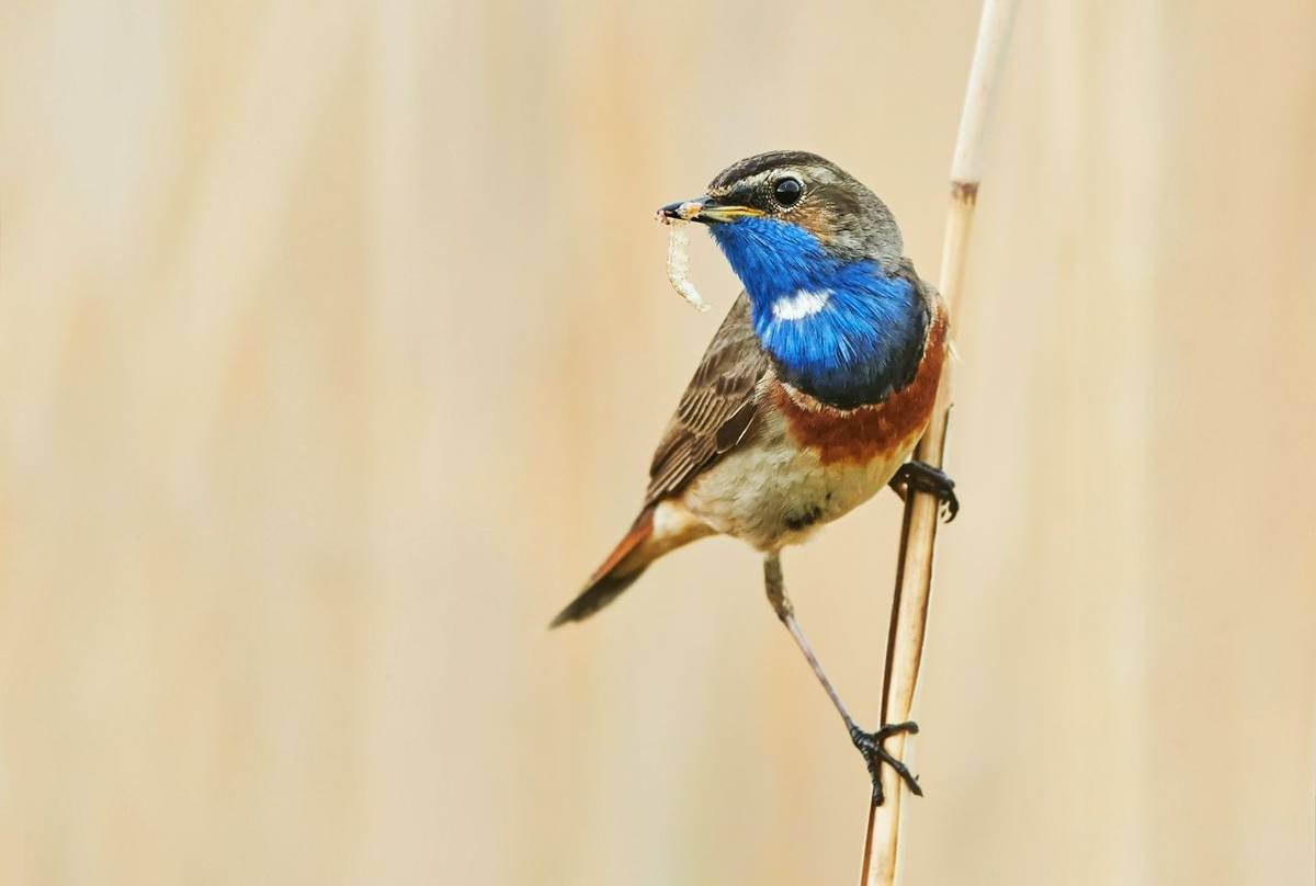 France: Brittany's Birds & Butterflies - Naturetrek