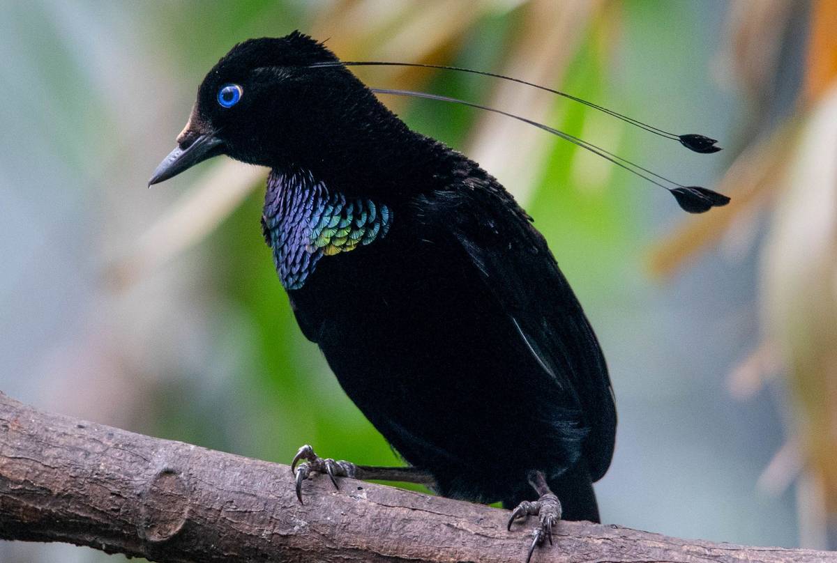 Papua New Guinea's Birds of Paradise and Culture - Naturetrek