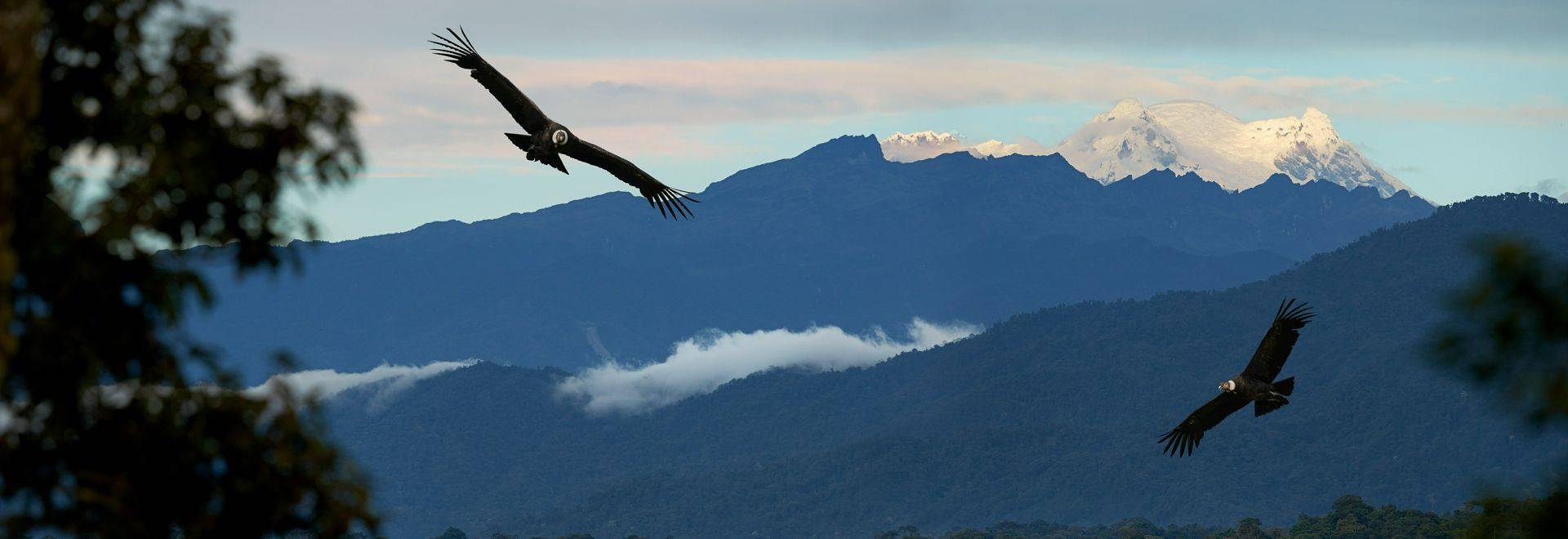 Wildlife Holidays in Ecuador - Naturetrek