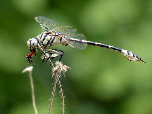Turkey's Dragonflies - Naturetrek