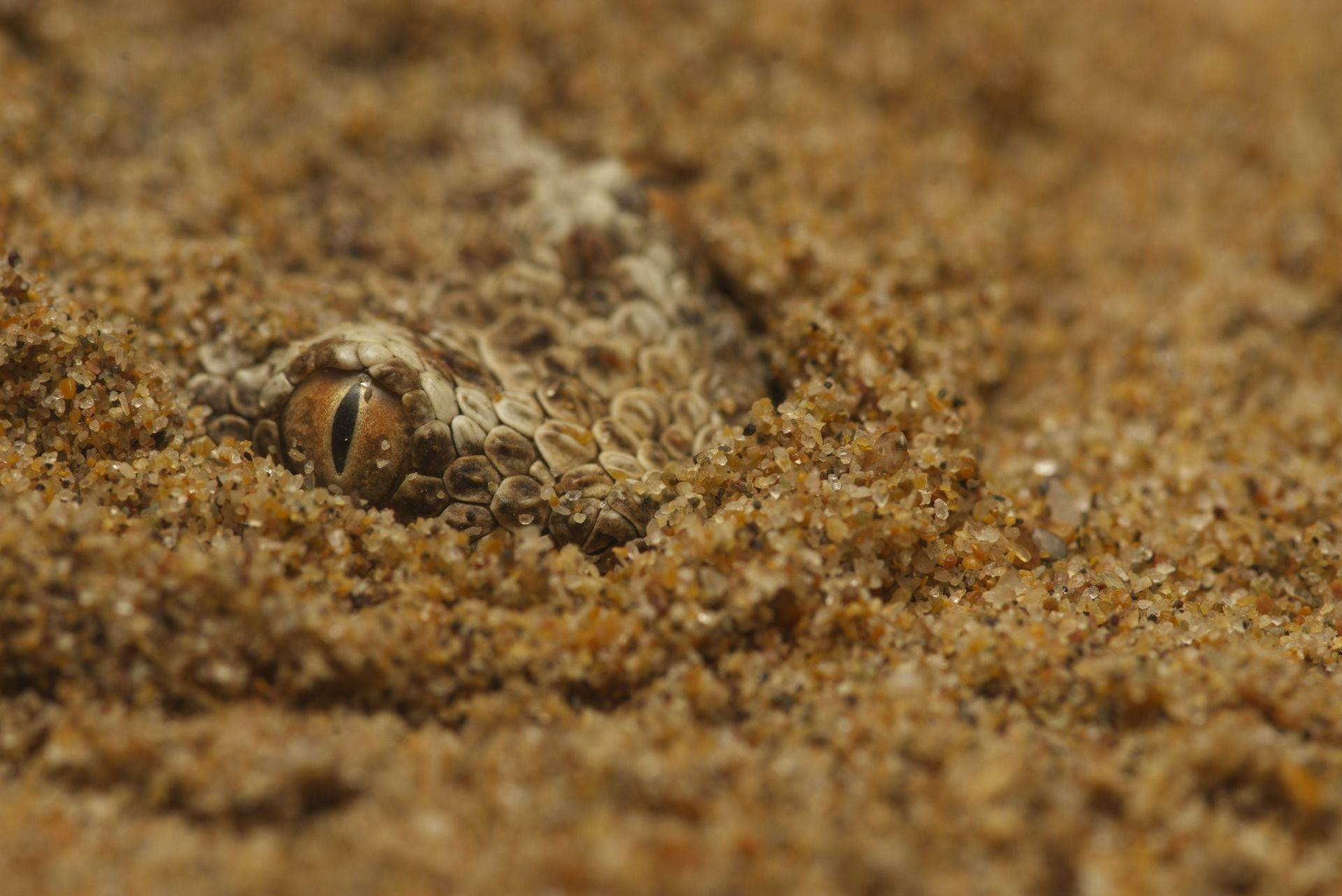 The Reptiles and Amphibians of Morocco - Naturetrek