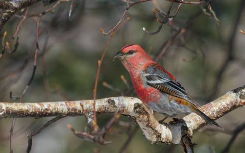 Norway & Finland - An Arctic Spring - Naturetrek