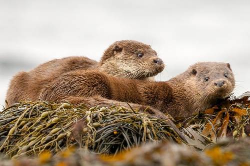 The Magic Of Mull - Naturetrek