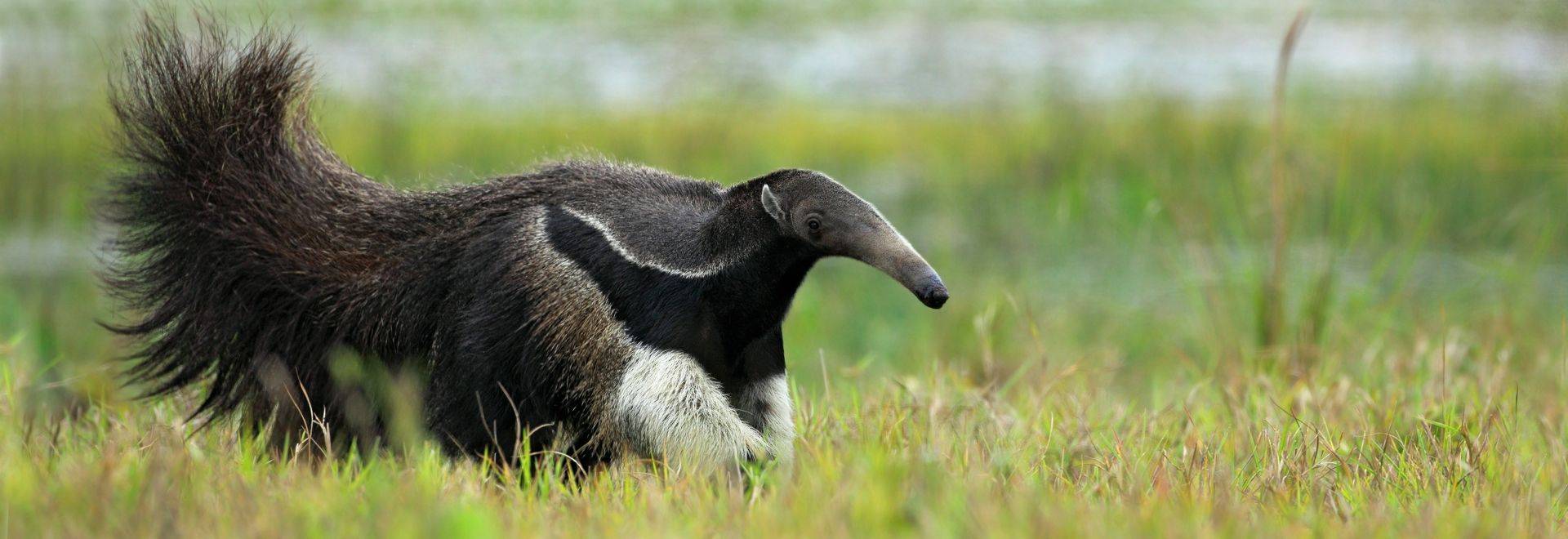 Wildlife Holidays in Argentina for 2020/21 - Naturetrek