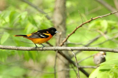 Spring Birding in New York City - Naturetrek