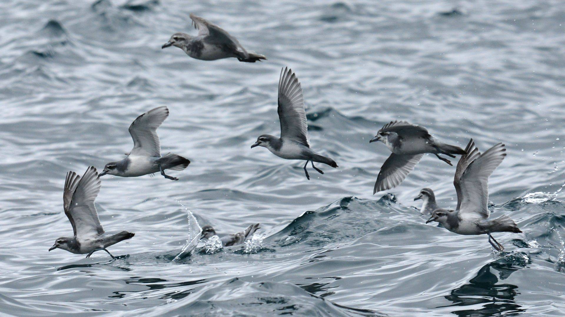 Wildlife Holidays in Antarctica - Naturetrek