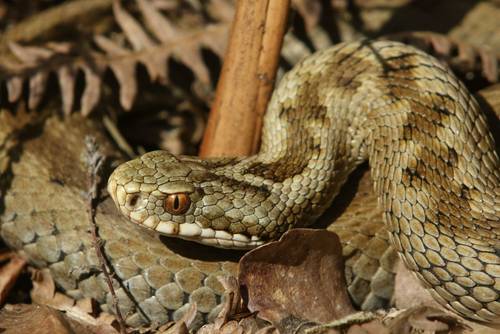 Britain's Reptiles and Amphibians - Naturetrek
