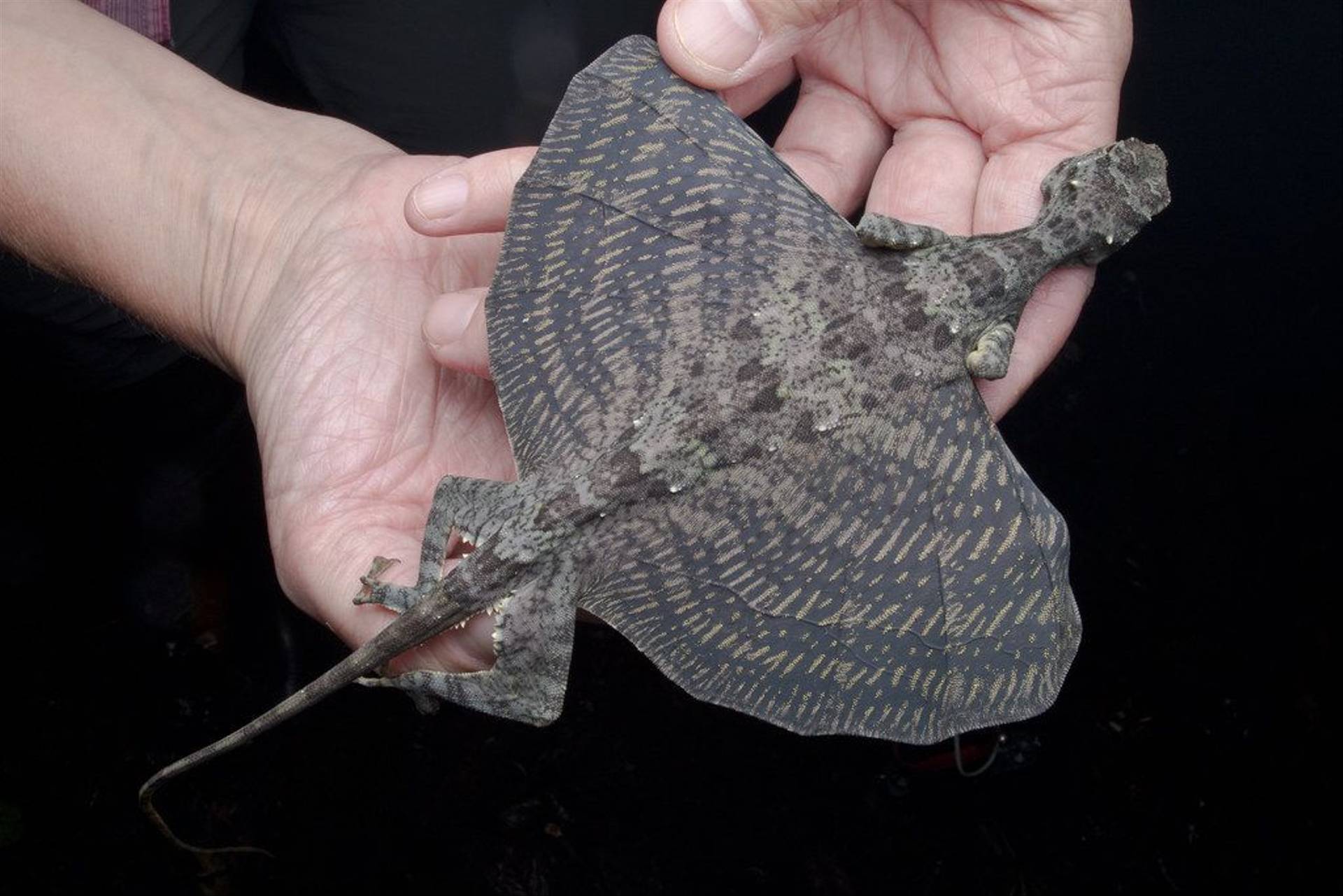 The Reptiles & Amphibians of Borneo - Naturetrek