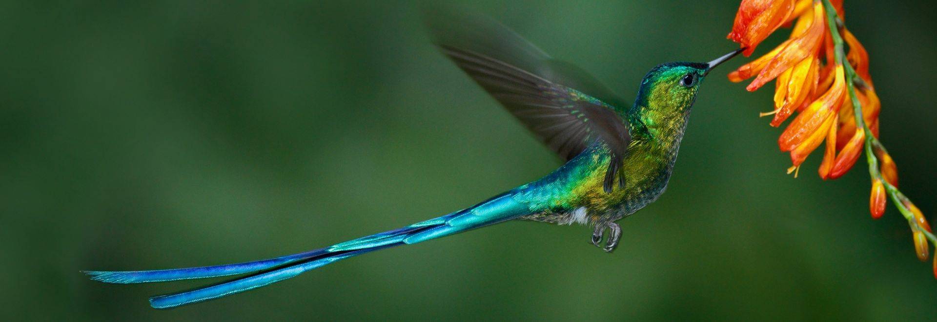 Birding Tours in Colombia for 2020/21 - Naturetrek