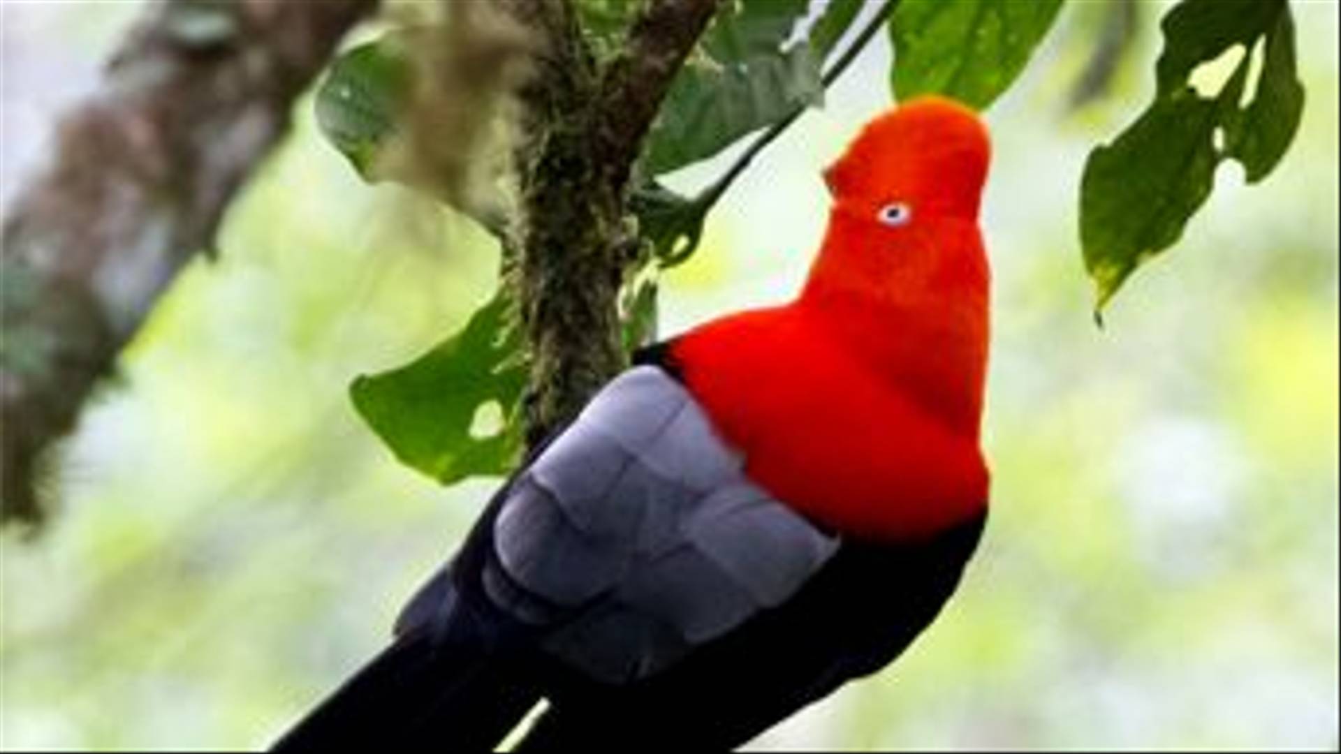 Wildlife Holidays in Peru for 2020/21 - Naturetrek