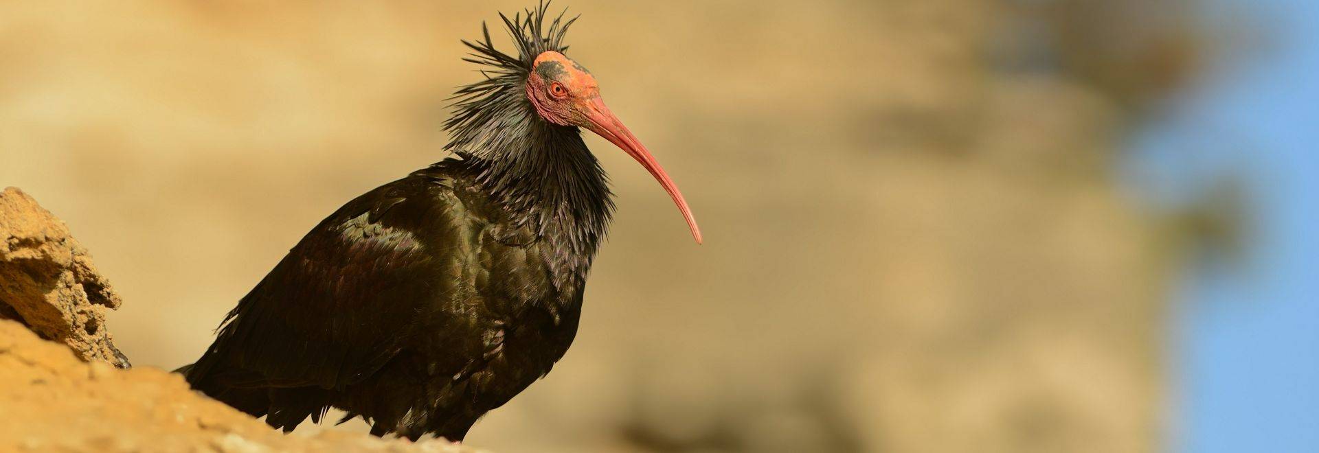 Wildlife Holidays in Morocco for 2020/21 - Naturetrek