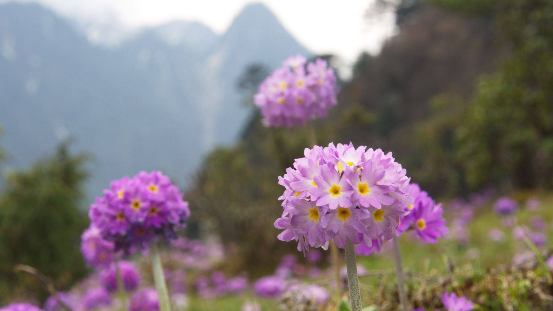 Wildlife Holidays in India - Naturetrek