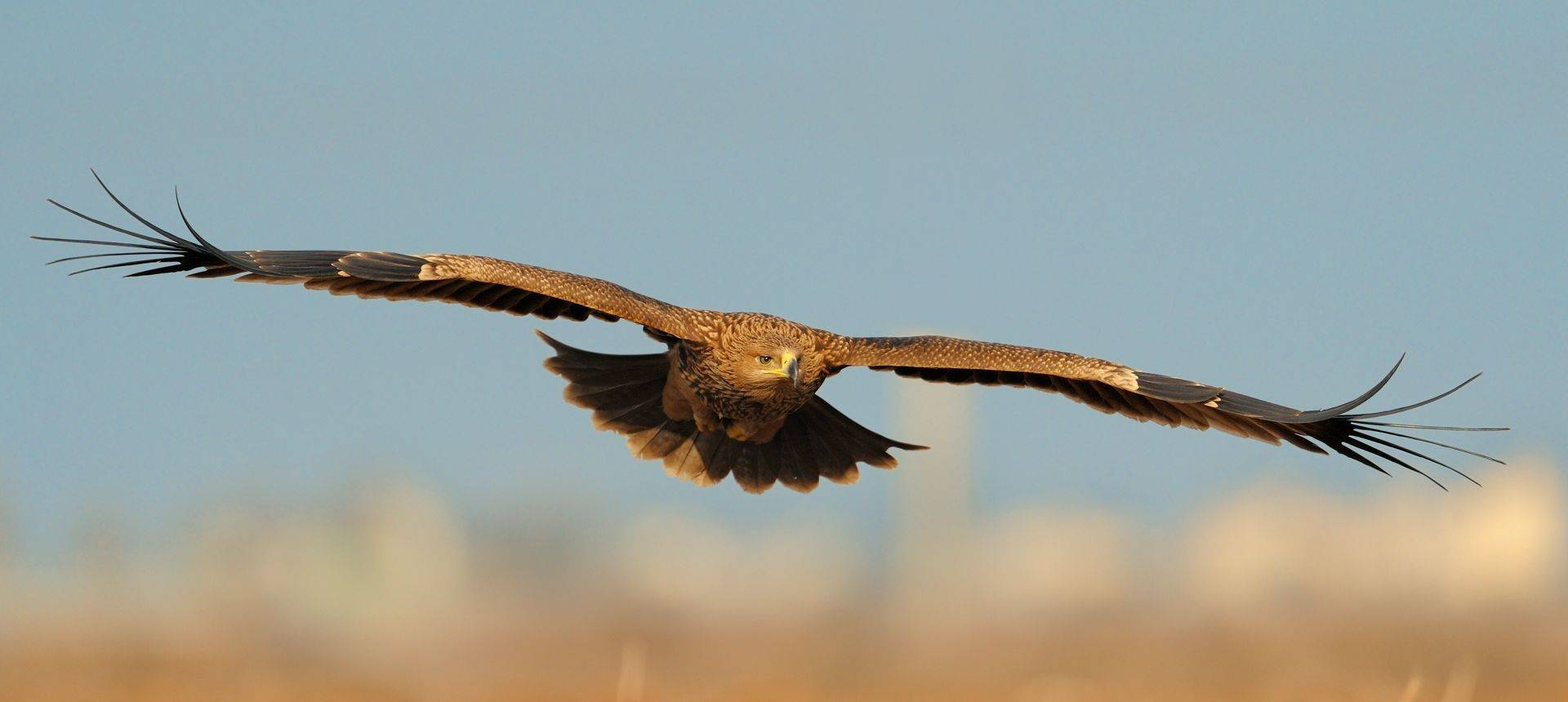 Naturetrek Wildlife Holidays - Bulgaria in Spring