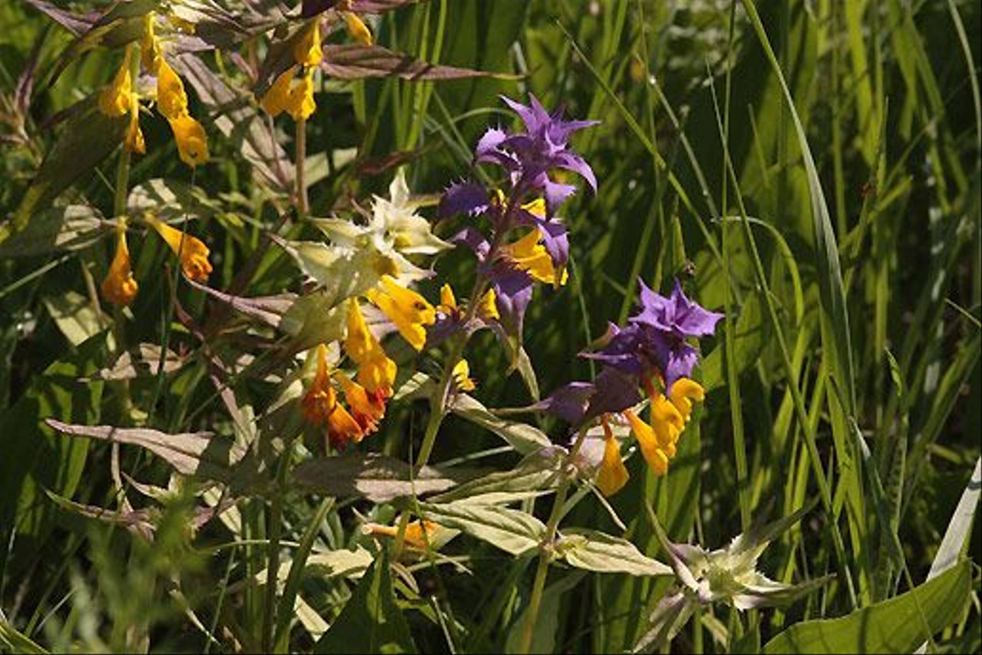Wild Flowers of Estonia - Naturetrek Wildlife Holidays