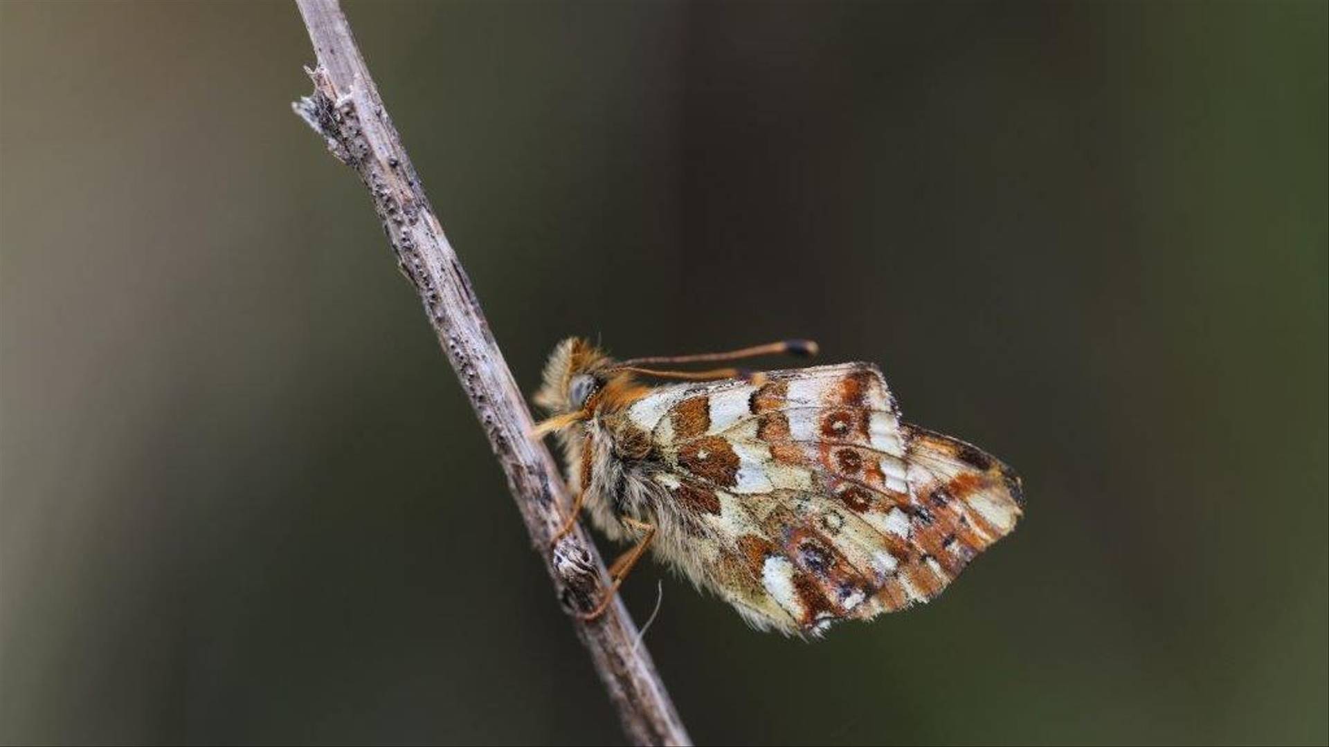Wildlife Holidays in Macedonia - Naturetrek
