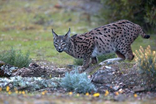 Lynx watching in Spain - Naturetrek