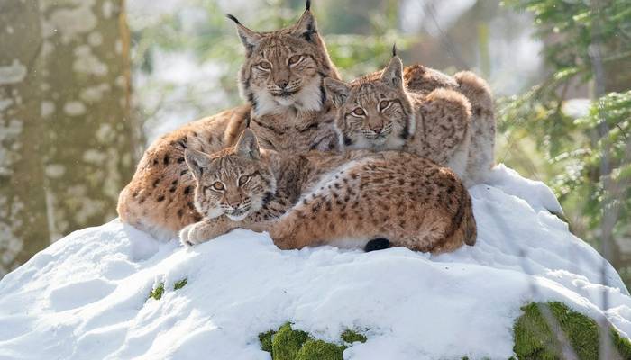 Lynx Watching Holidays for 2023/24 - Naturetrek